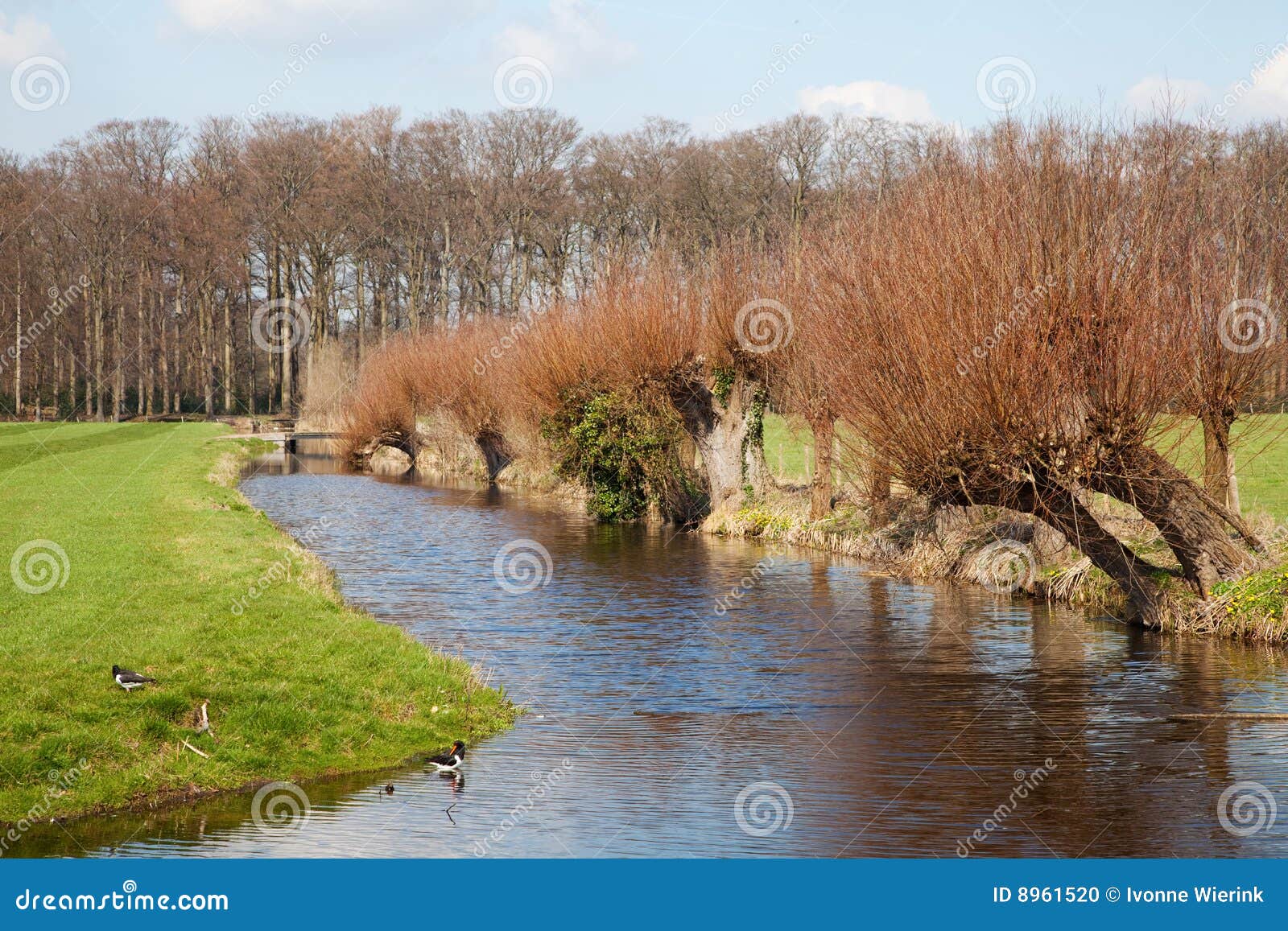 Dutch landscape stock photo. Image of typical, trees, landscape - 8961520