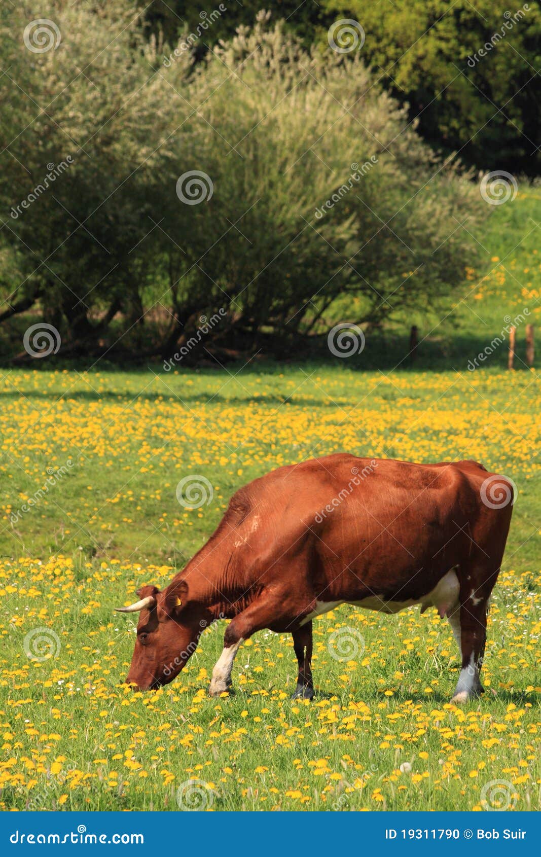 Dutch Landscape Cattle and Spring Flowers Stock Photo - Image of ...