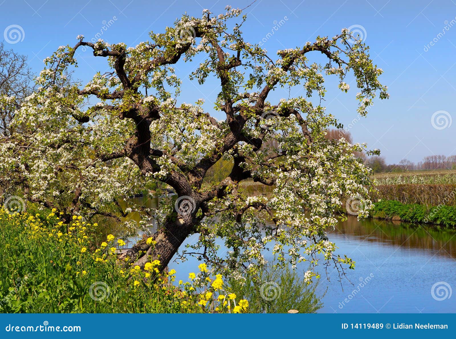 Dutch Landscape-De Betuwe stock image. Image of betuwe - 14119489