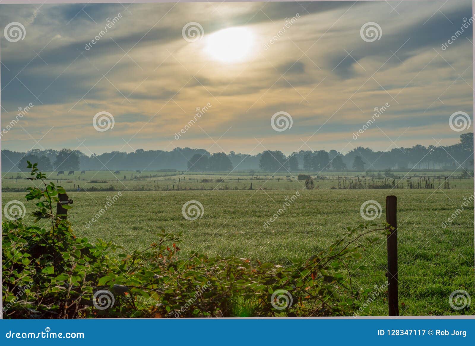 Dutch Landscape Field in the Early Morning Stock Image - Image of ...