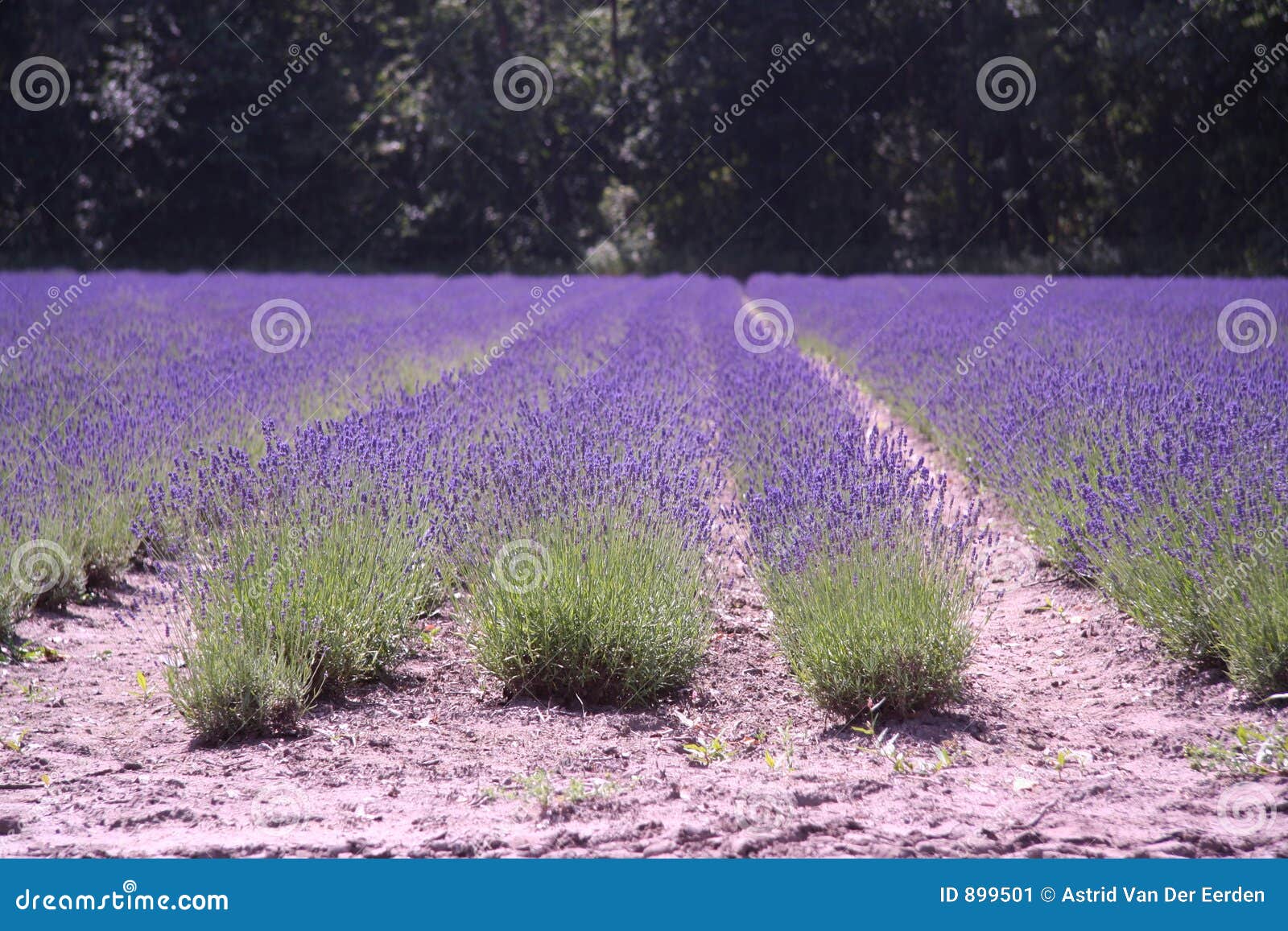 Dutch landscape lavender stock image. Image of dutch, nature - 899501