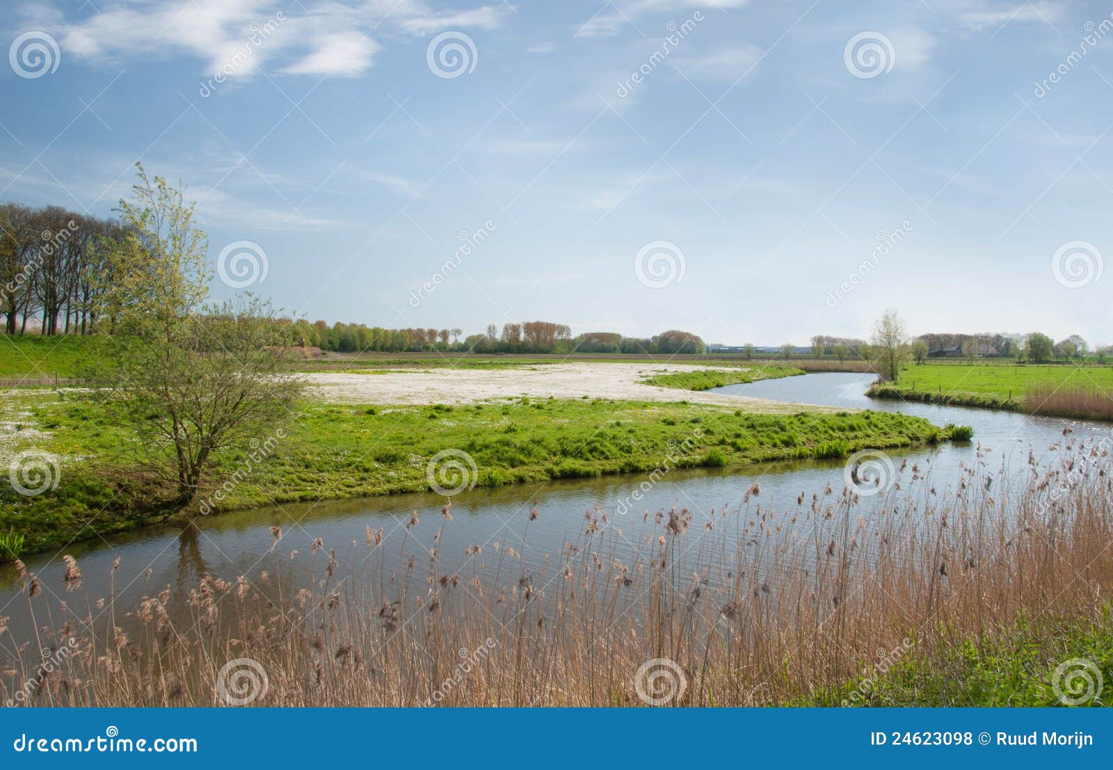 Dutch Landscape in Springtime Stock Photo - Image of common, floral ...