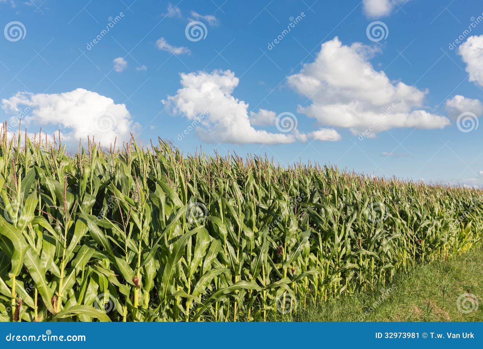 Dutch Maize Field With Blue Sky Background Royalty-Free Stock Photo ...