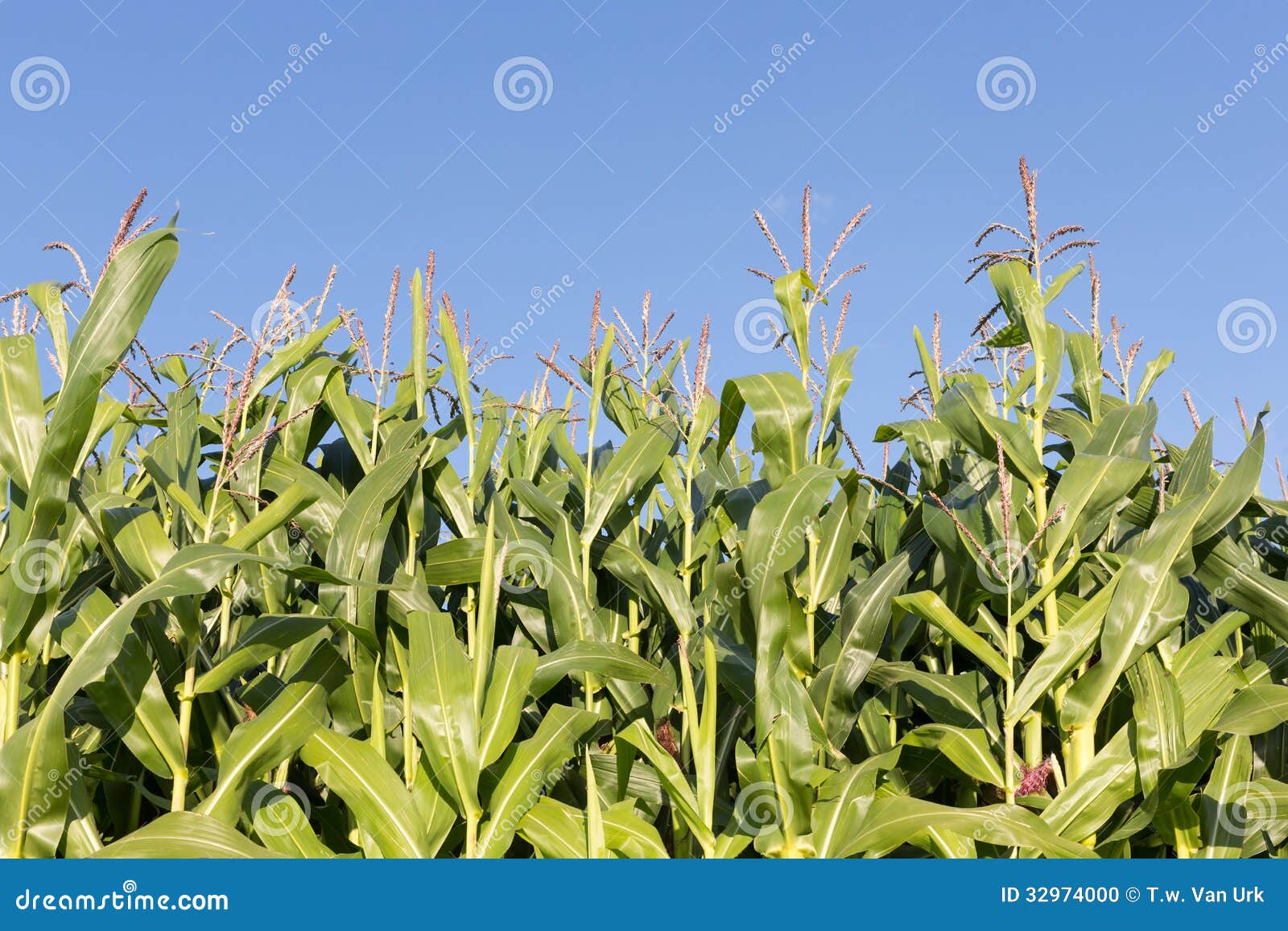 Dutch Maize Field with Blue Sky Background Stock Photo - Image of ...