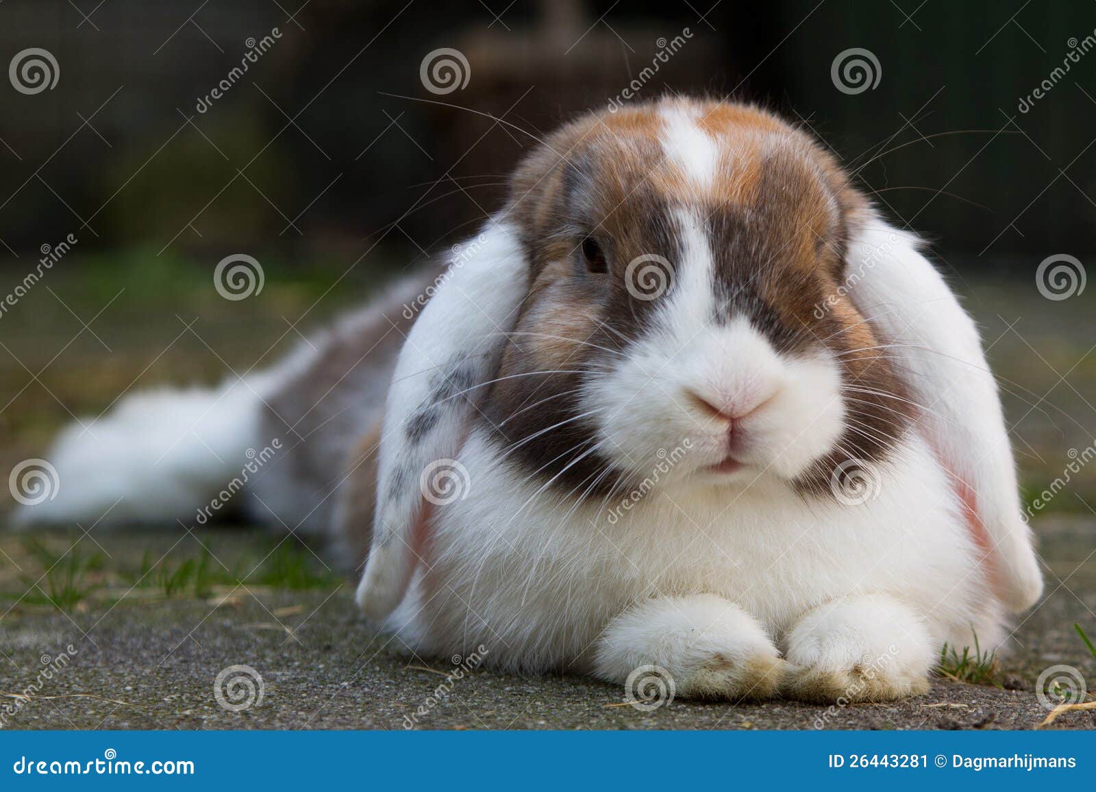 Dutch Mini-lop Rabbit In The Garden Stock Image - Image: 26443281