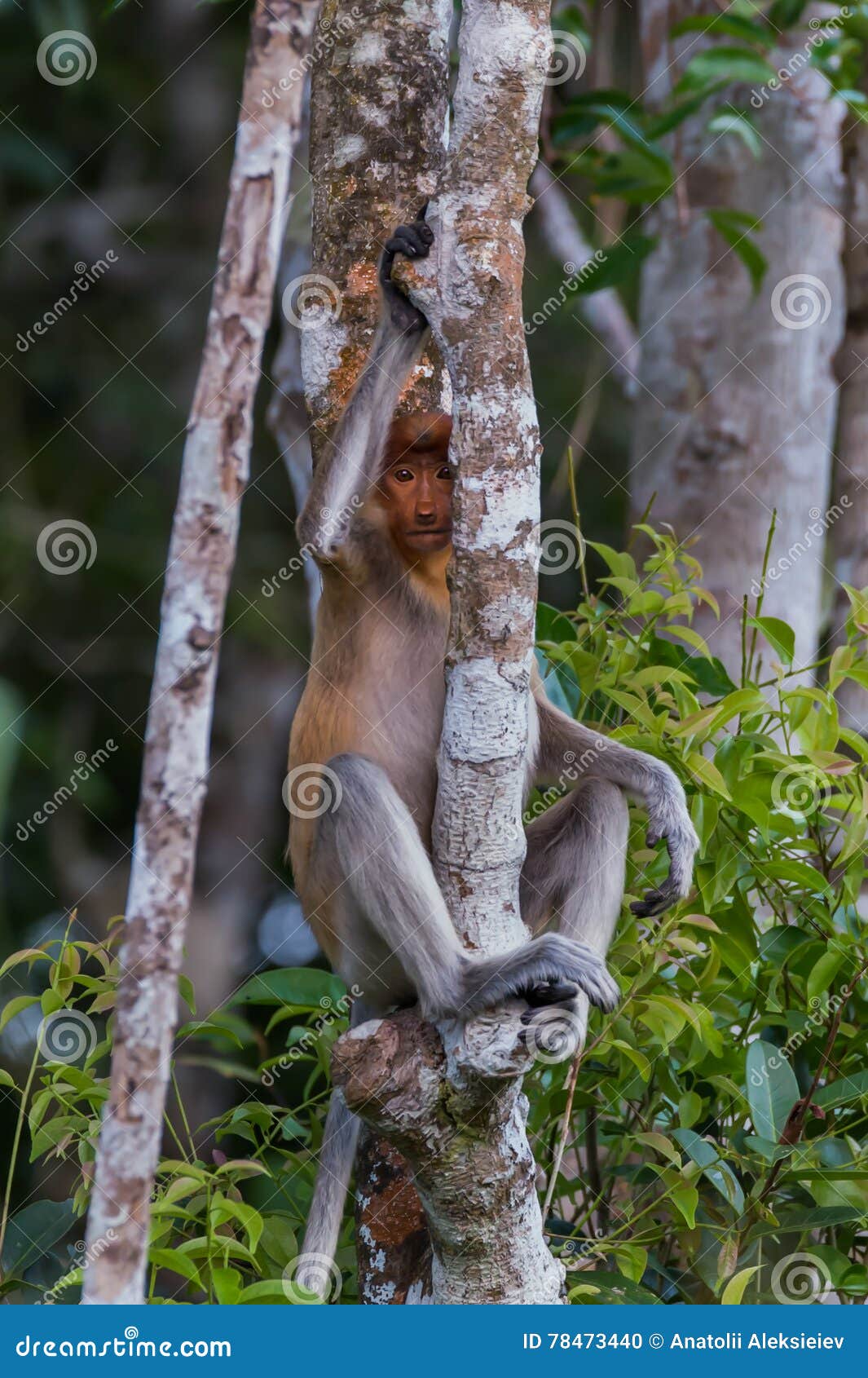 Dutch Monkey Hiding Behind Tree (Kumai, Indonesia) Stock Photo - Image ...