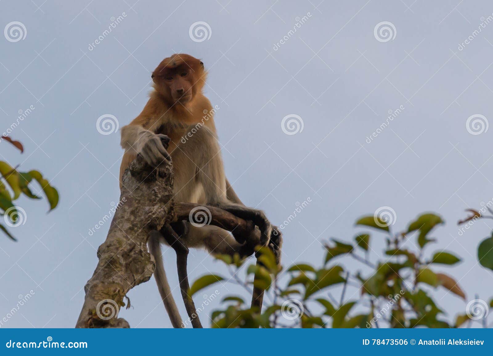 Dutch Monkey Sitting On A Branch Of A Tall Tree And Looks Back ...