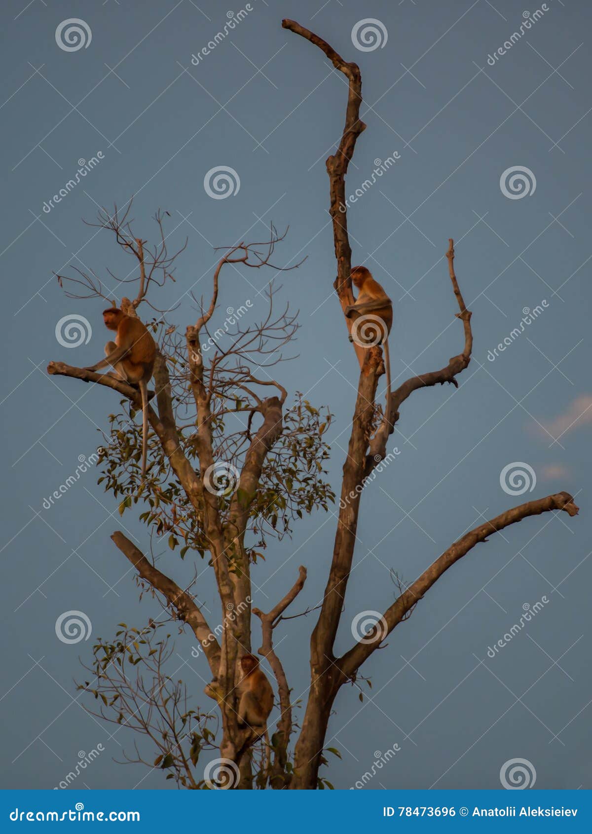 Dutch Monkeys Sit High Tree Kumai Indonesia Stock Photos - Free ...