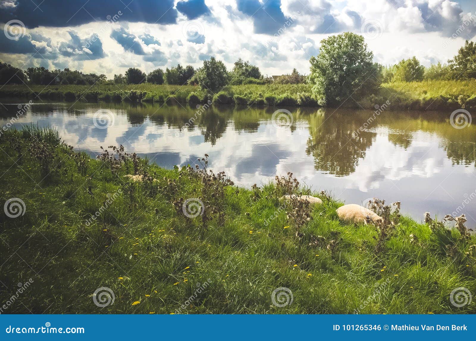 Dutch Nature in Amsterdam, the Netherlands Stock Photo - Image of ...