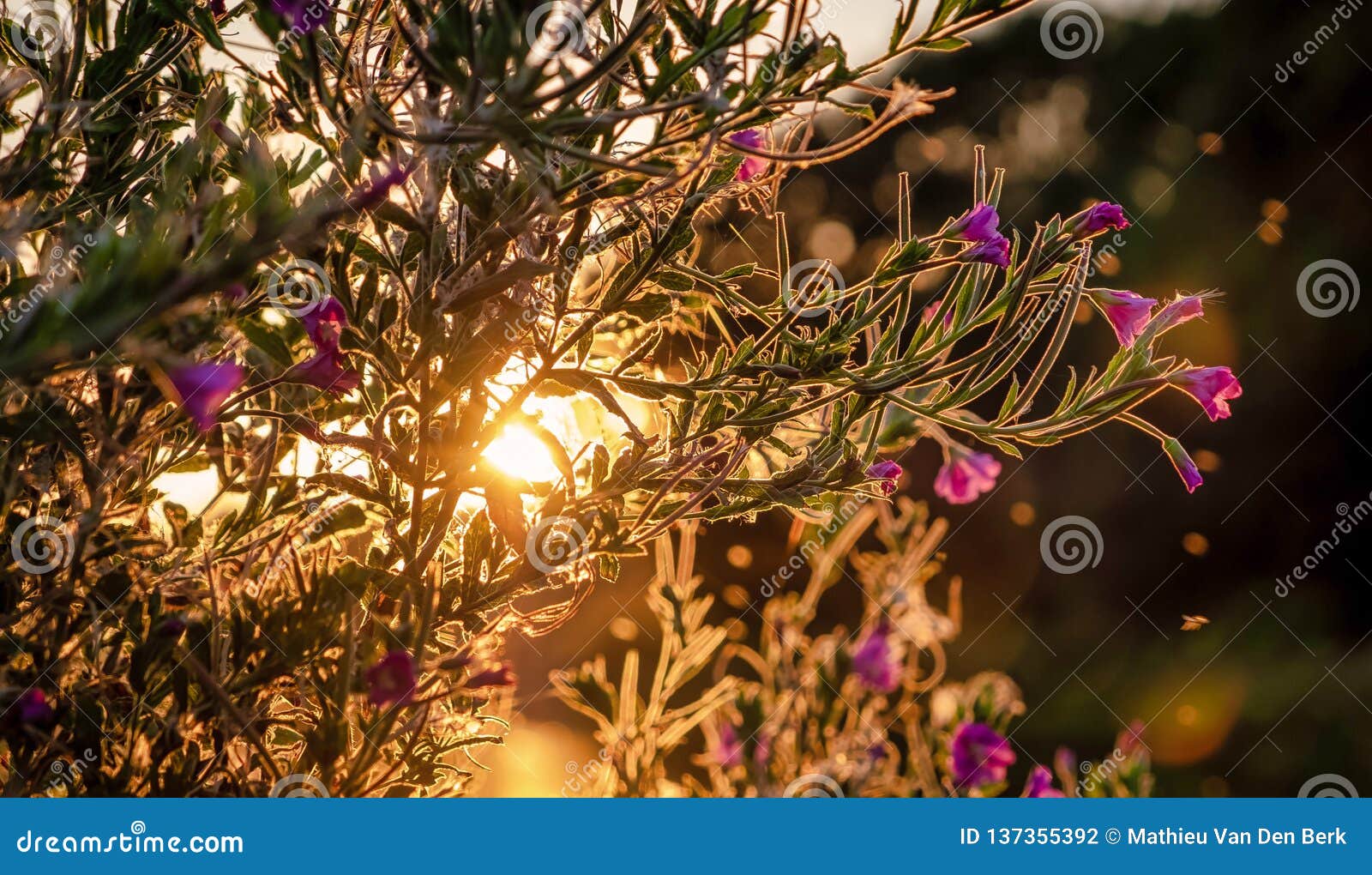 Dutch Nature Water Trees Sunset Stock Photo - Image of natural, clouds ...