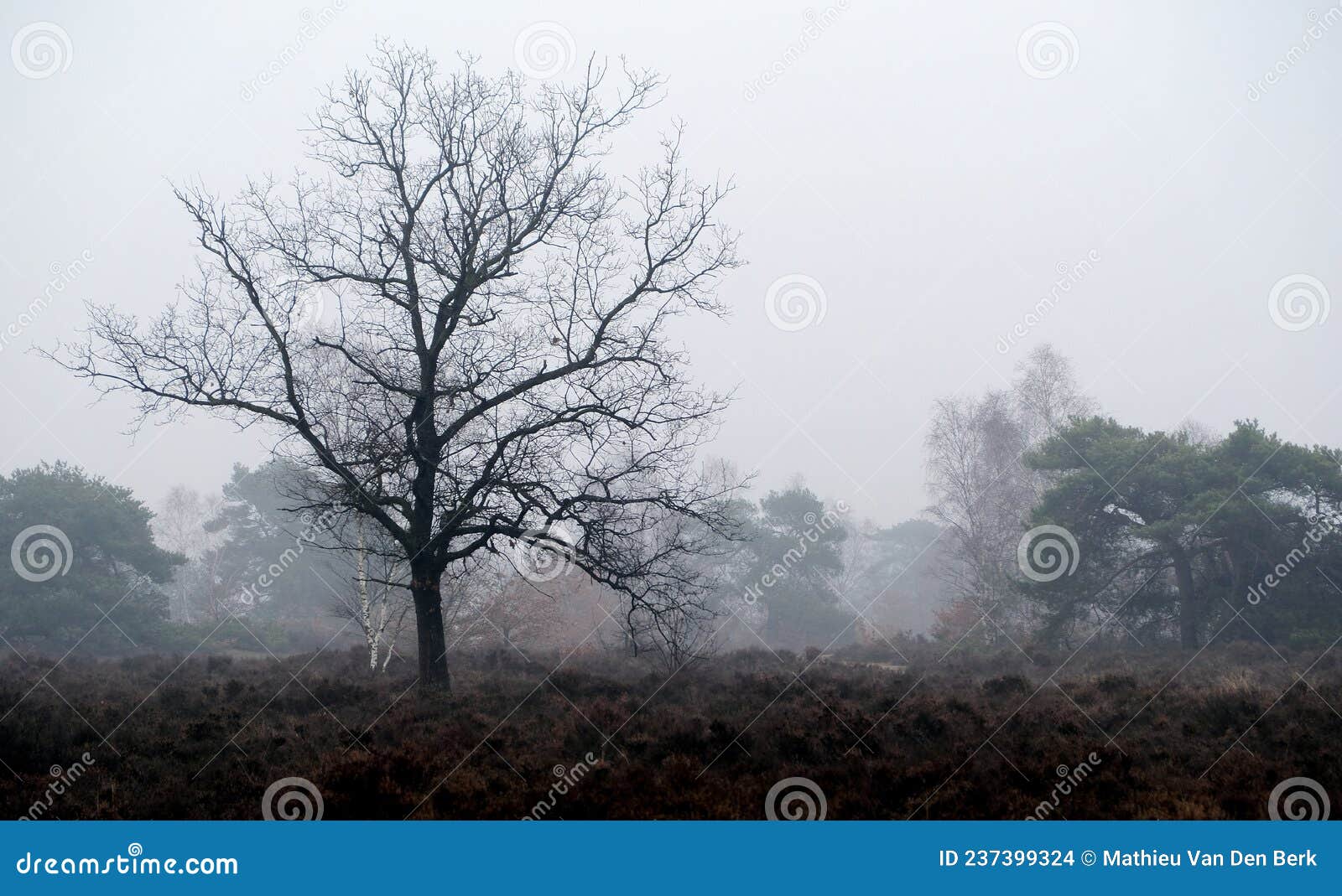 Dutch Nature in the Winter in the Mist Stock Photo - Image of misty ...