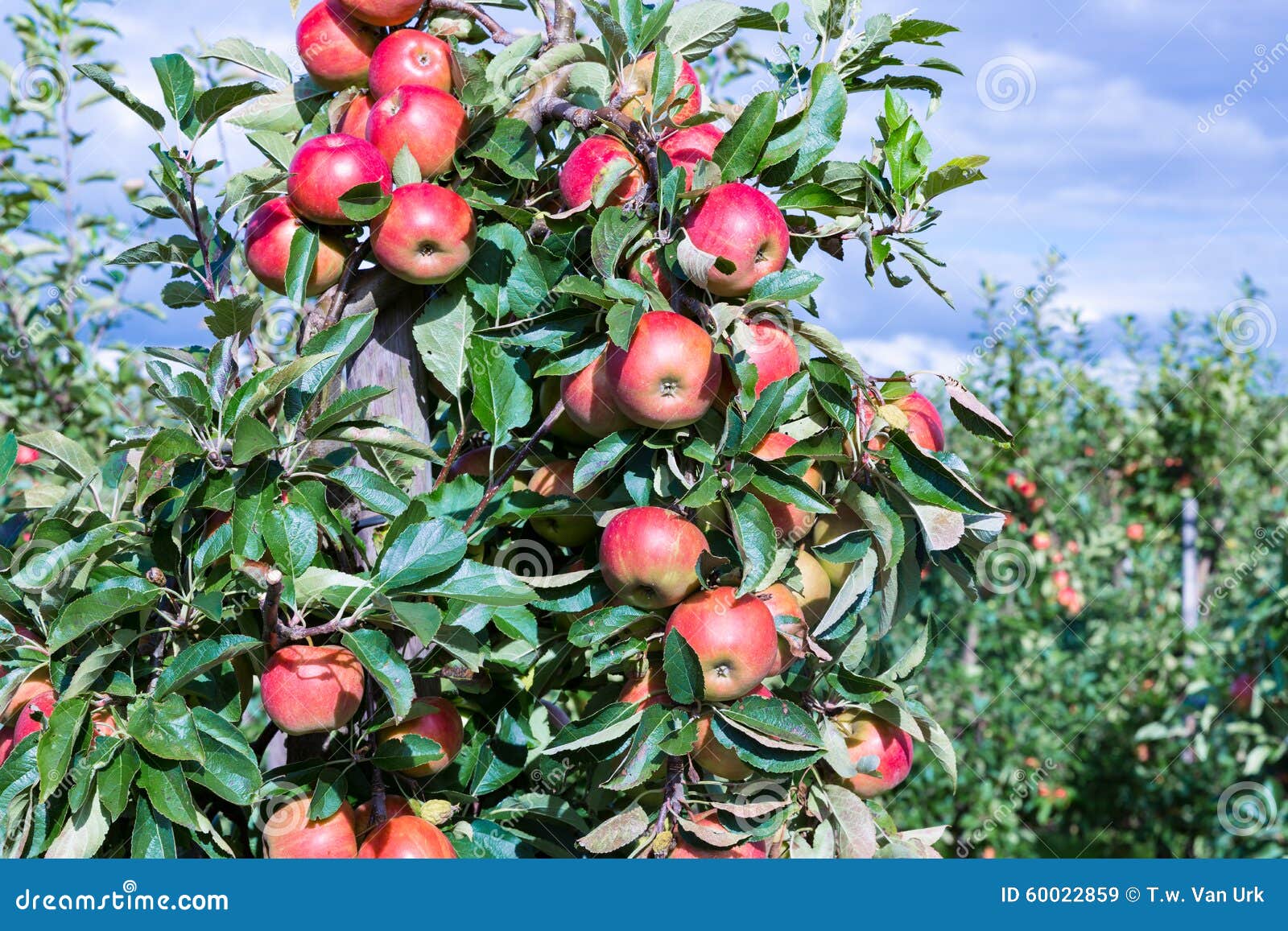 Dutch Orchard with Maturing Apples Stock Image - Image of apple ...