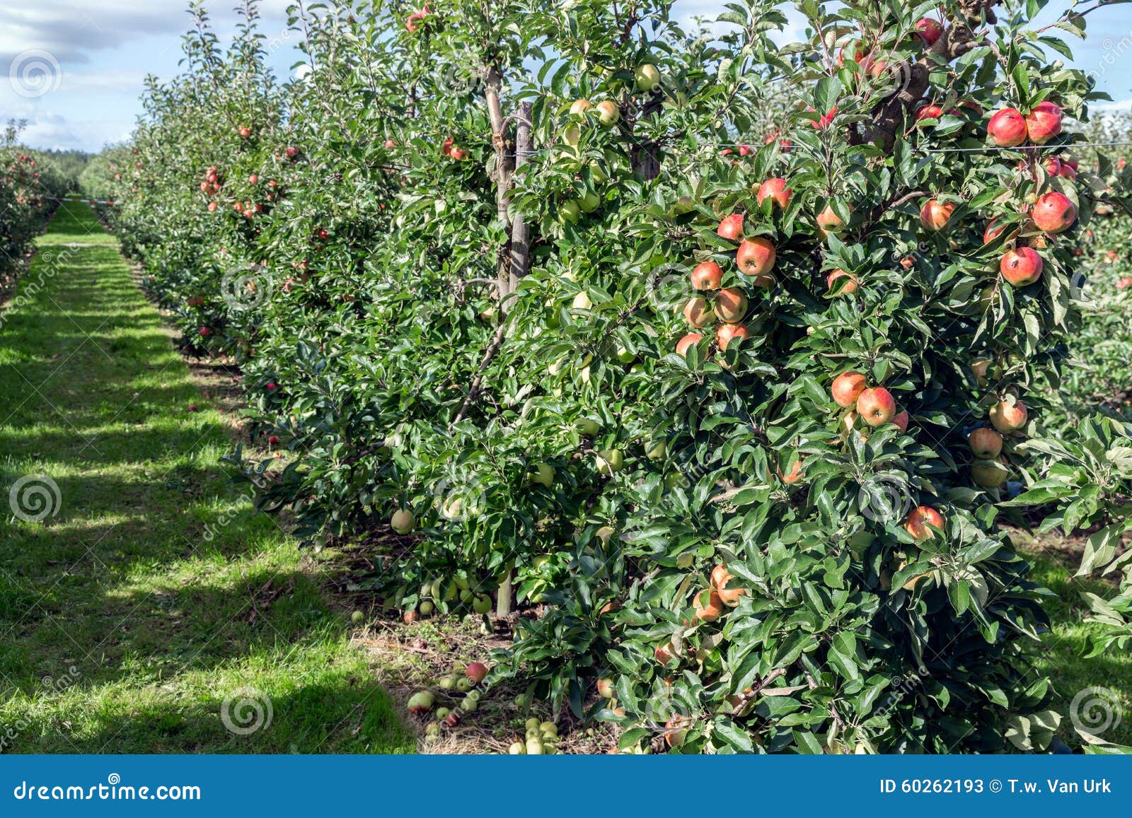 Dutch Orchard with Maturing Apples Stock Image - Image of farm, fruit ...
