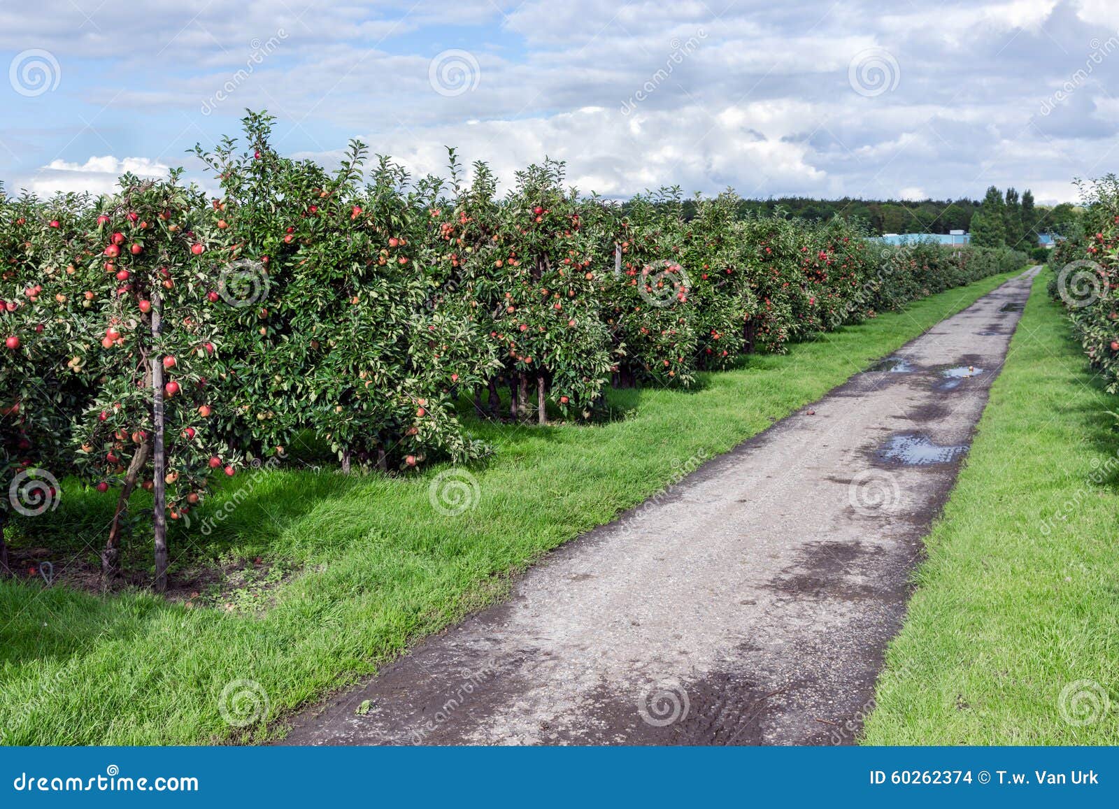 Dutch Orchard with Maturing Apples Stock Photo - Image of horticulture ...