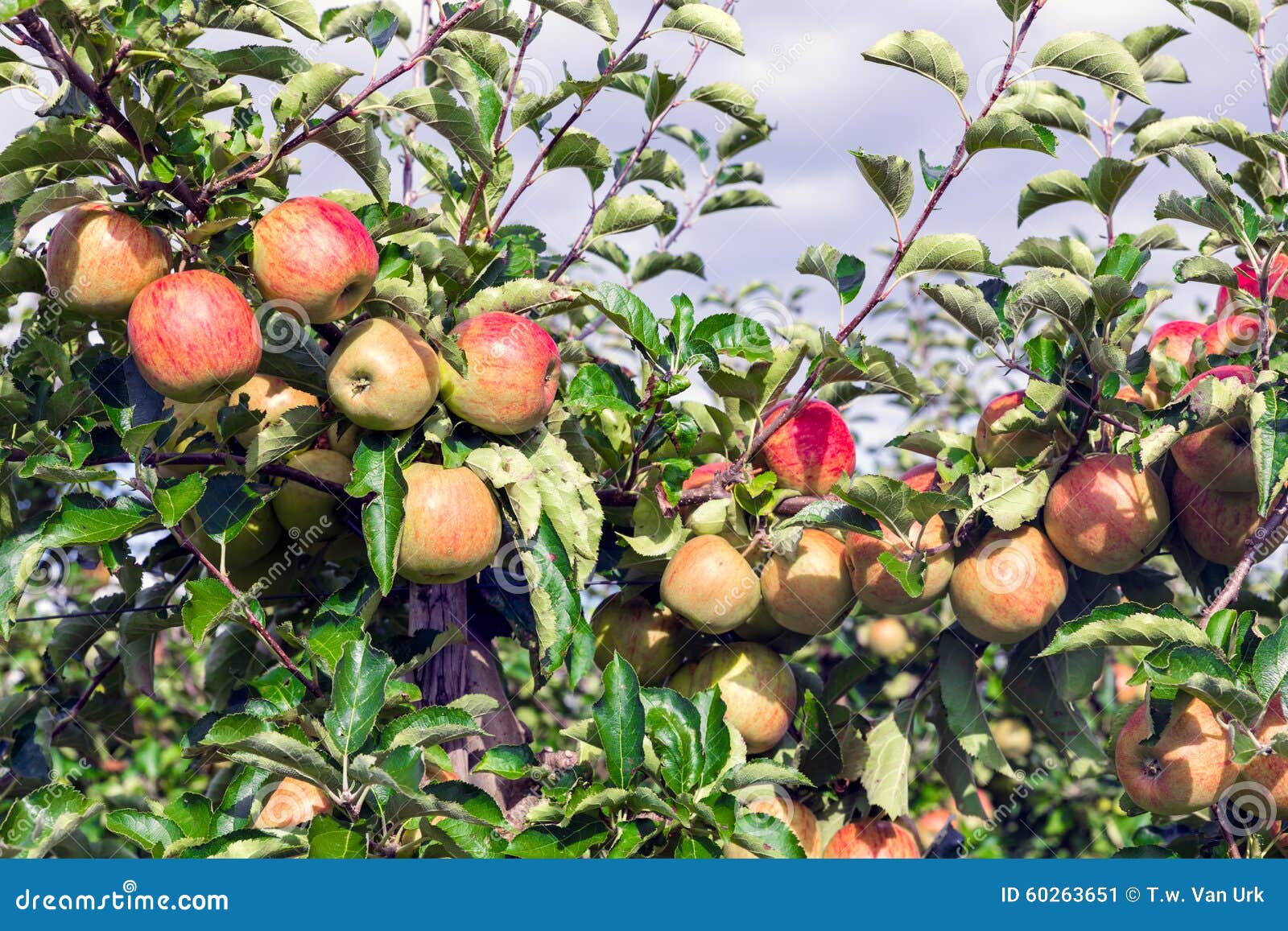 Dutch Orchard with Maturing Apples Stock Image - Image of autumn ...
