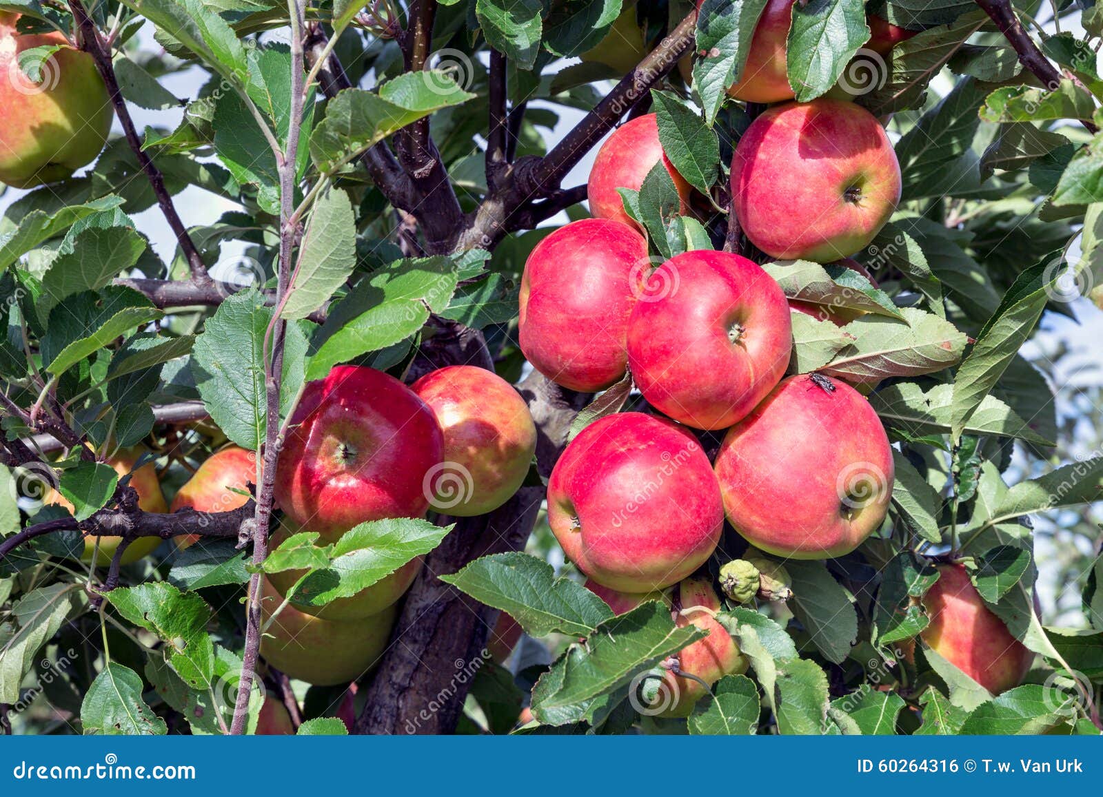 Dutch Orchard with Maturing Apples Stock Photo - Image of grove ...