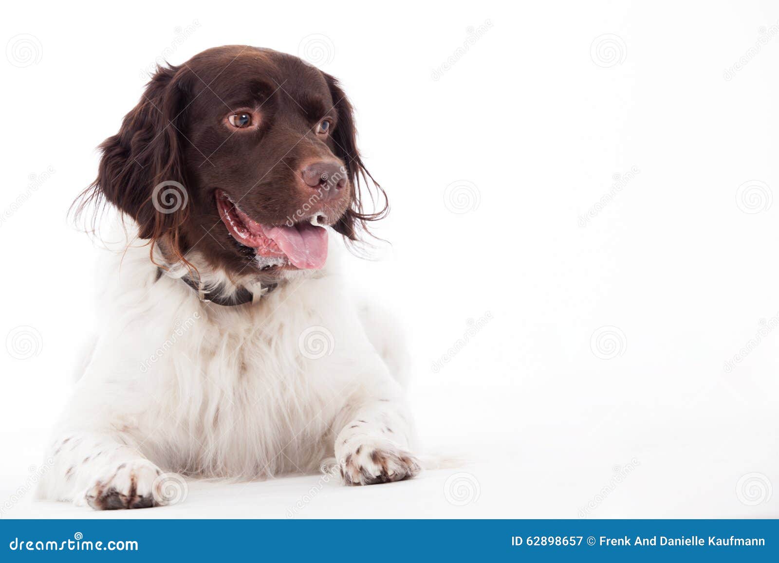 Dutch Partridge Dog, Drentse Patrijs Hond, Shaking To Get Rid Of Water ...