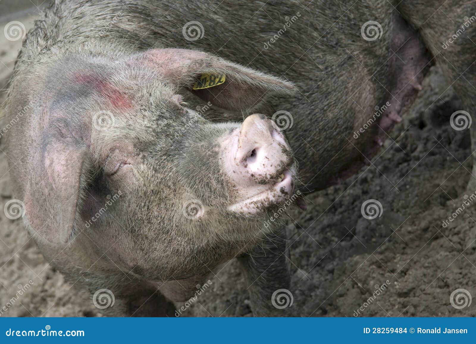 Dutch pig stock photo. Image of mammal, farm, dutch, snout - 28259484