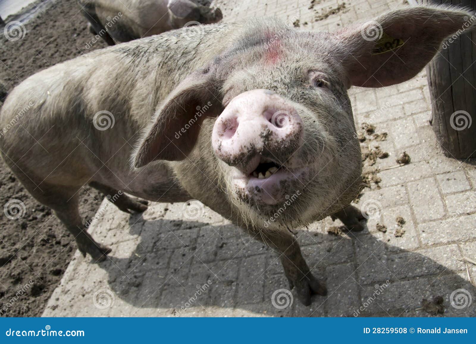 Dutch pig stock photo. Image of presikhaaf, snout, dutch - 28259508
