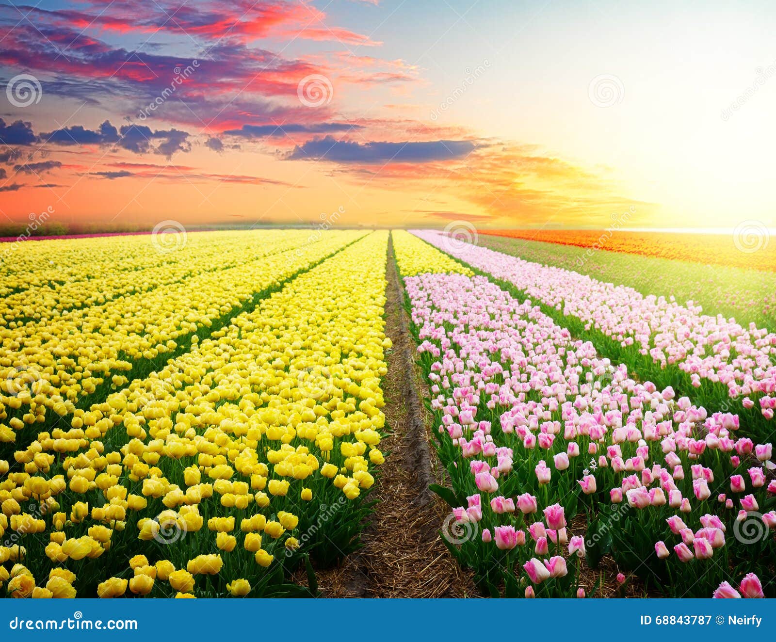 Dutch pink tulip fields stock image. Image of peak, countryside - 68843787