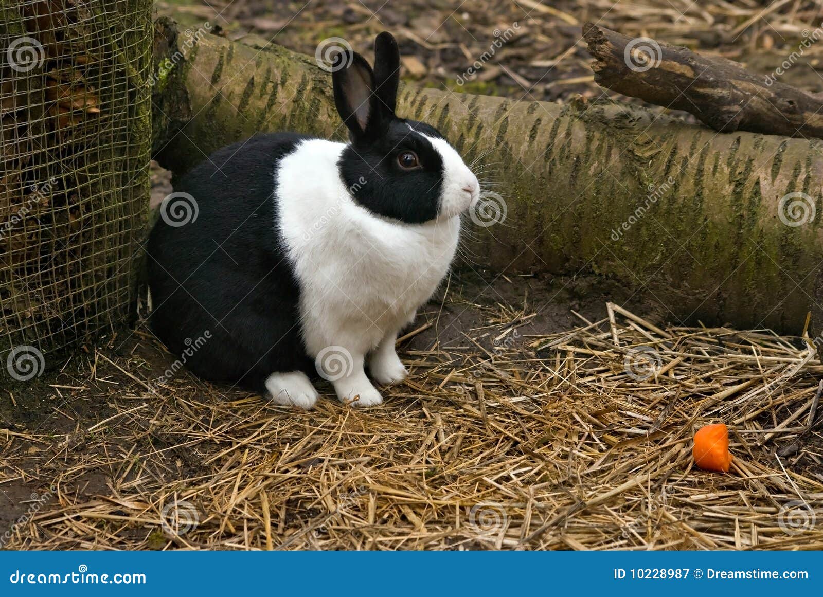 Dutch Rabbit stock image. Image of animal, dutch, black - 10228987