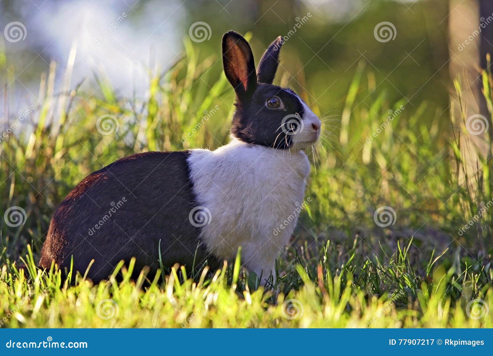 Dutch Rabbit stock image. Image of domestic, domesticated - 77907217