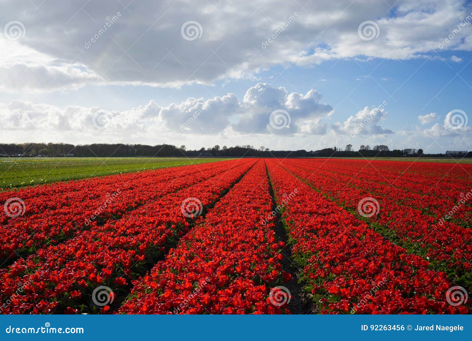 Dutch Red Flower Fields 2 stock photo. Image of beauty - 92263456