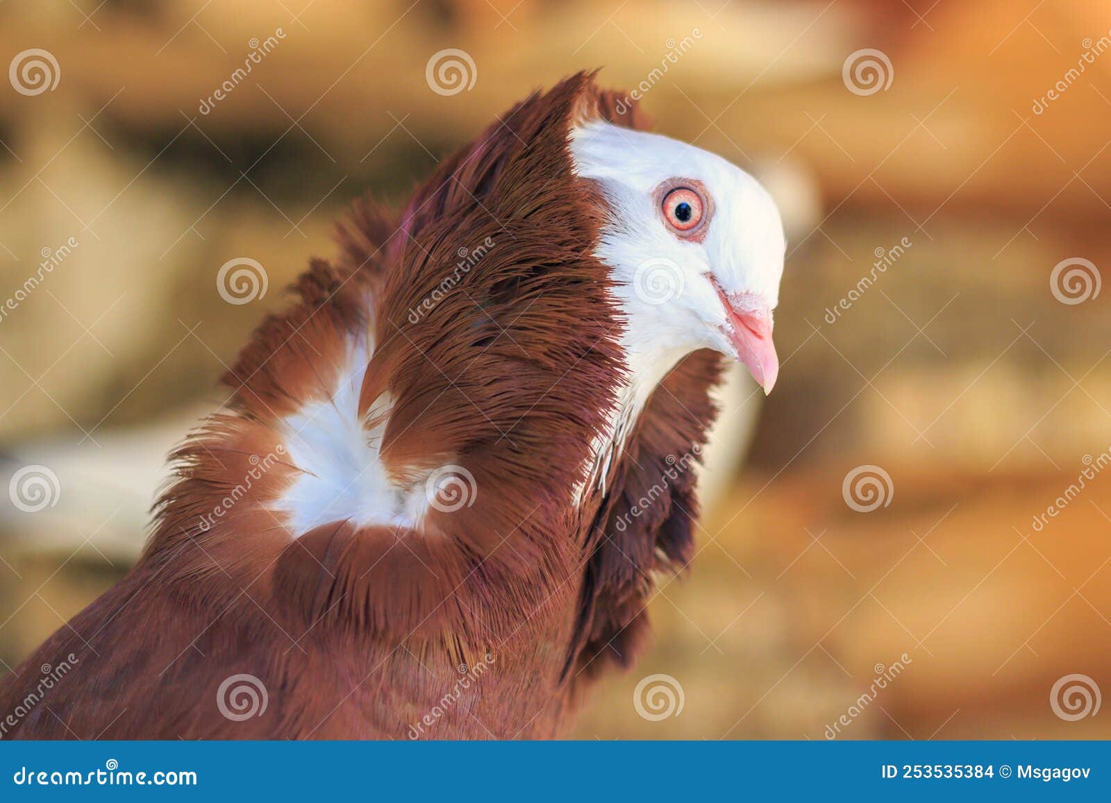 Dutch Red Pigeon stock photo. Image of bird, farm, food - 253535384