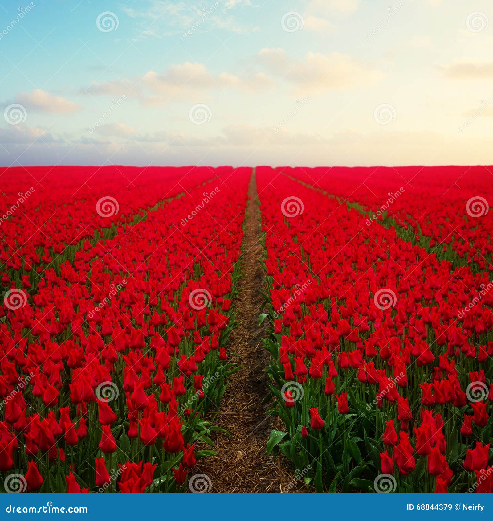 Dutch red tulip fields stock image. Image of flora, flower - 68844379