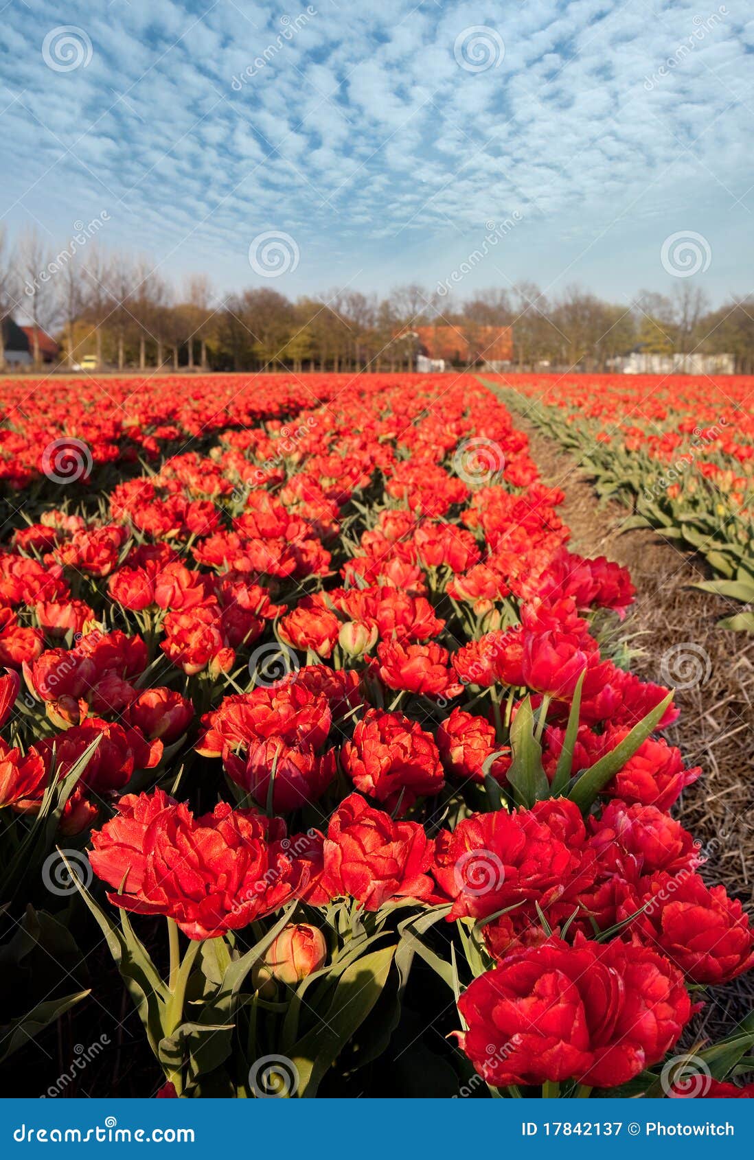 Dutch red tulips stock image. Image of colors, bulbfields - 17842137