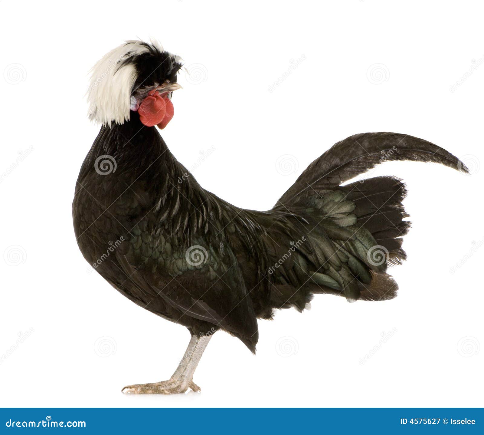 Dutch Rooster stock image. Image of cattle, dutch, white - 4575627