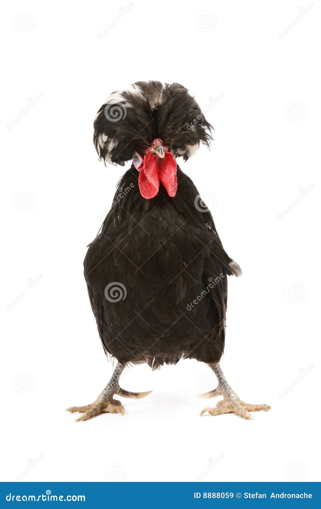 Dutch rooster stock image. Image of cockrel, chantieleer - 8888059