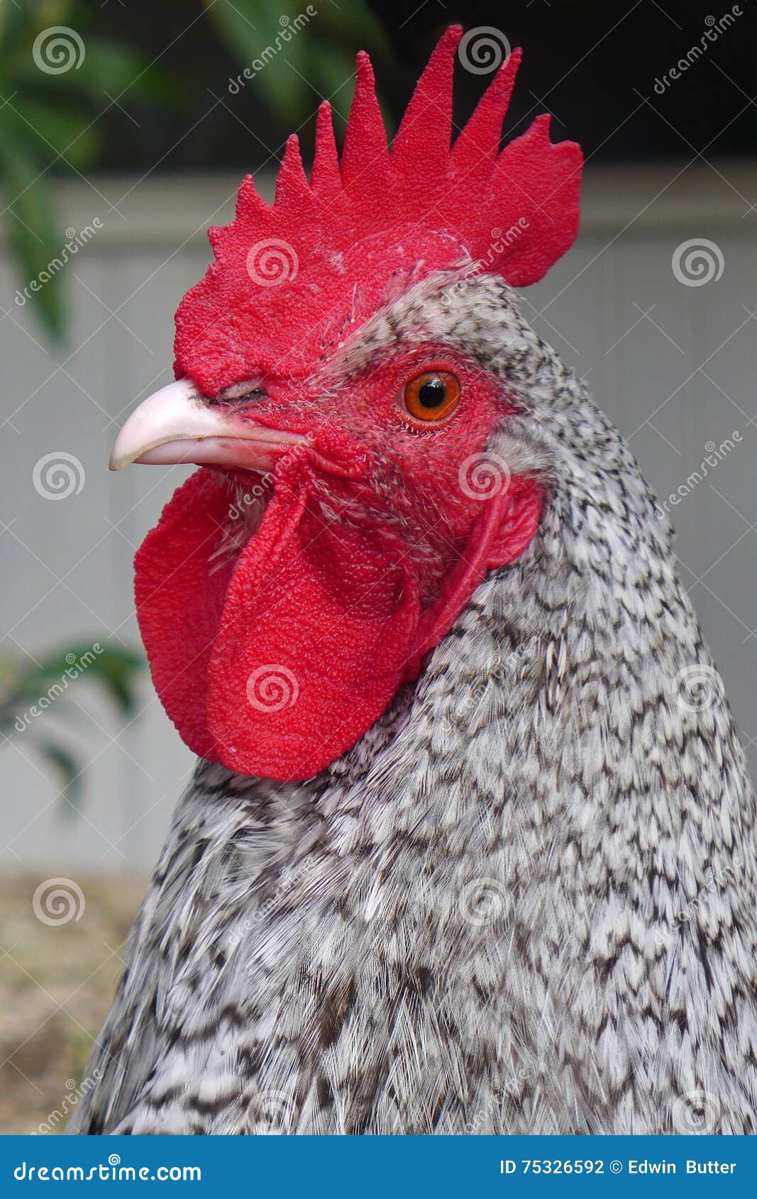 A Dutch Rooster stock photo. Image of close, black, summer - 75326592