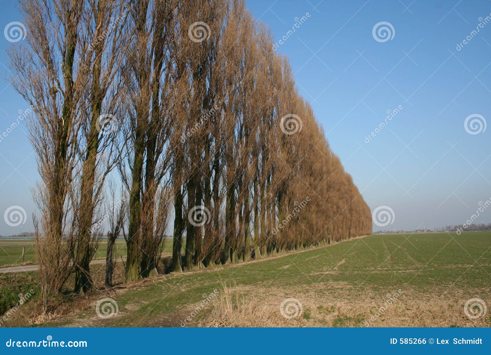 Dutch scenery stock photo. Image of farm, view, nature - 585266