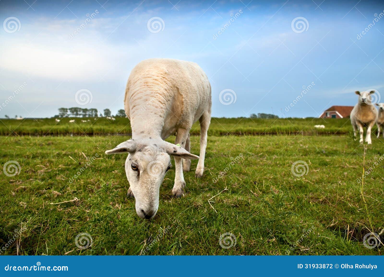 Dutch Sheep Grazing on Pasture Stock Photo - Image of season, horizon ...