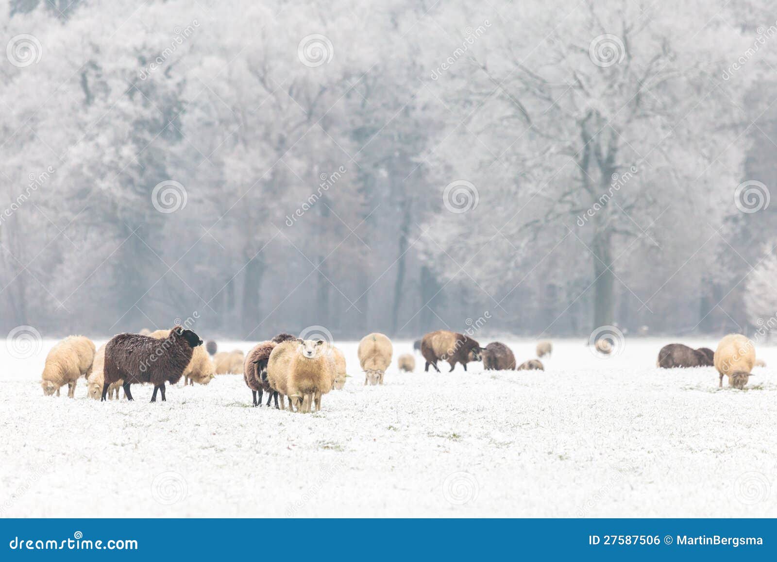 Dutch Sheep in a Winter Landscape Stock Photo - Image of forest, group ...