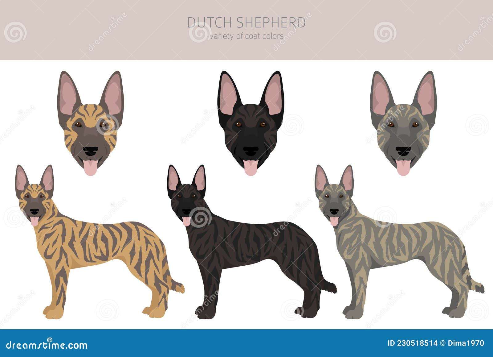 Dutch Shepherd Clipart. Different Poses, Coat Colors Set Stock Vector ...