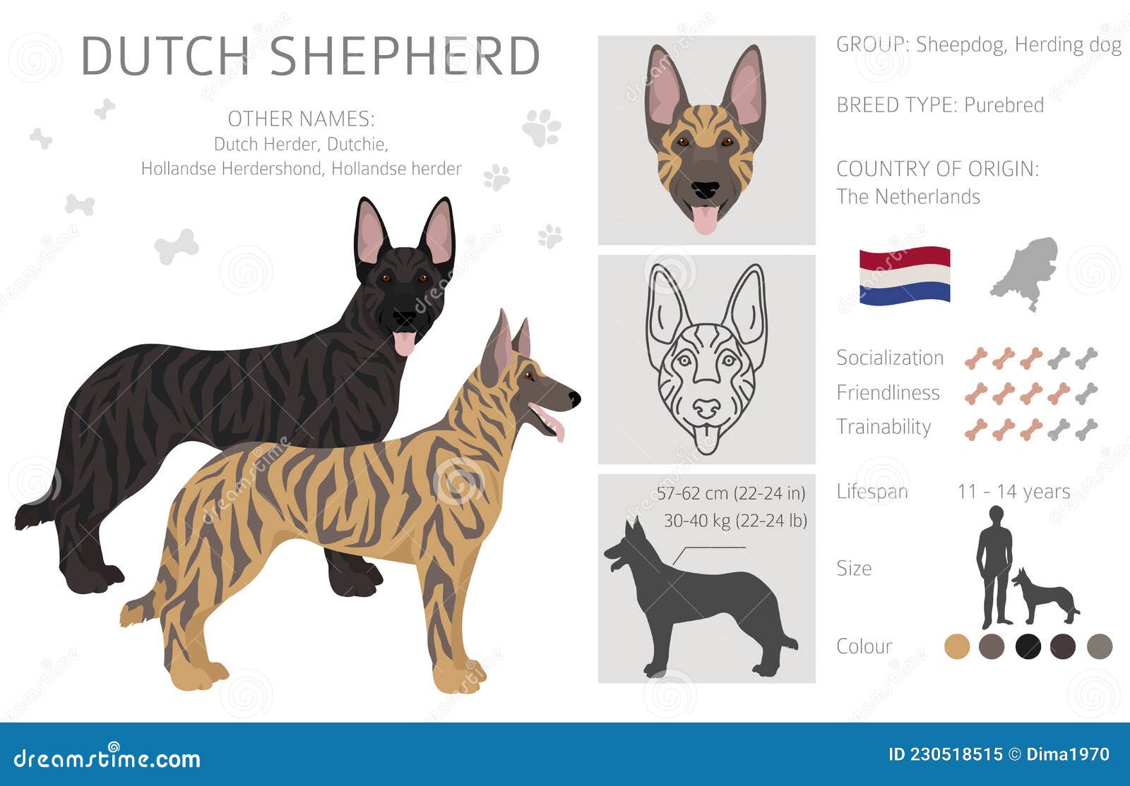 Dutch Shepherd Clipart. Different Poses, Coat Colors Set Stock Vector ...
