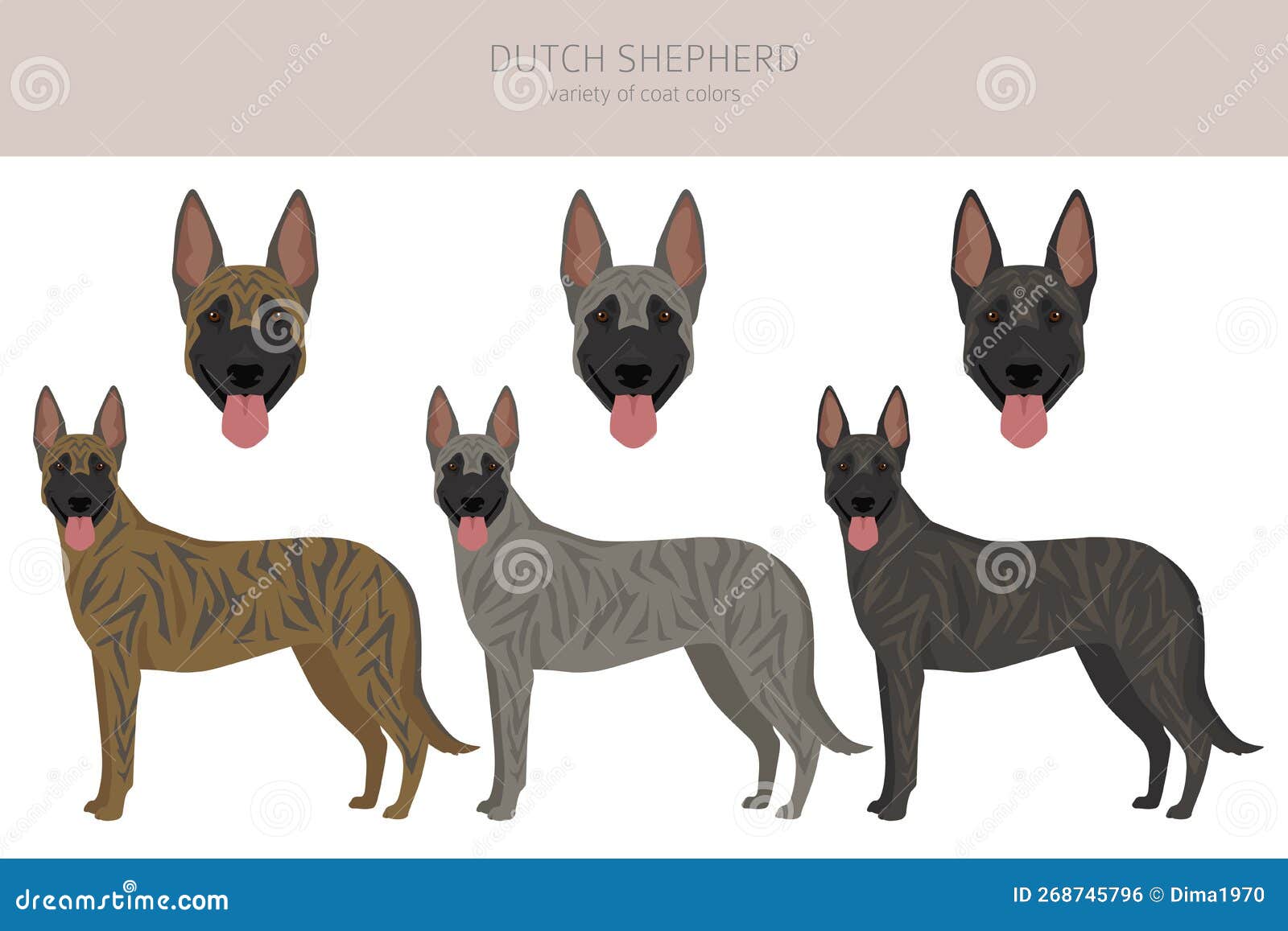 Dutch Shepherd Clipart. Different Poses, Coat Colors Set Stock Vector ...