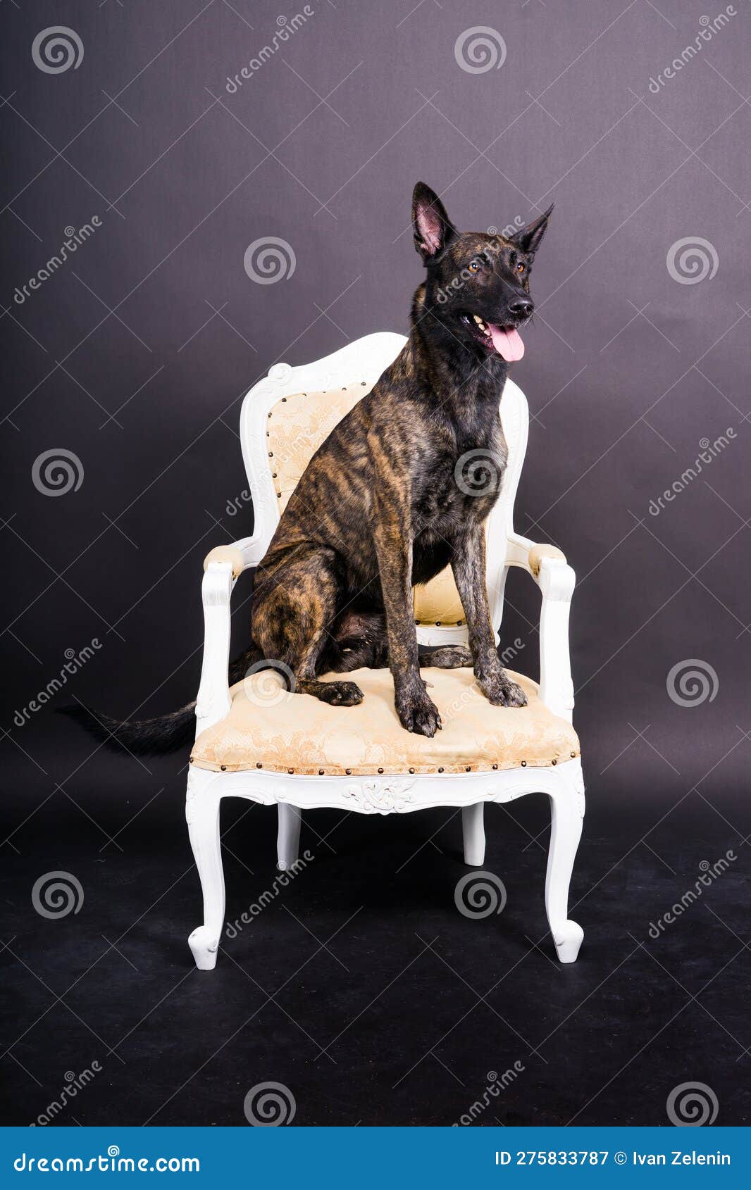 Dutch Shepherd Dog Sitting in the Chair in a Studio Stock Image - Image ...