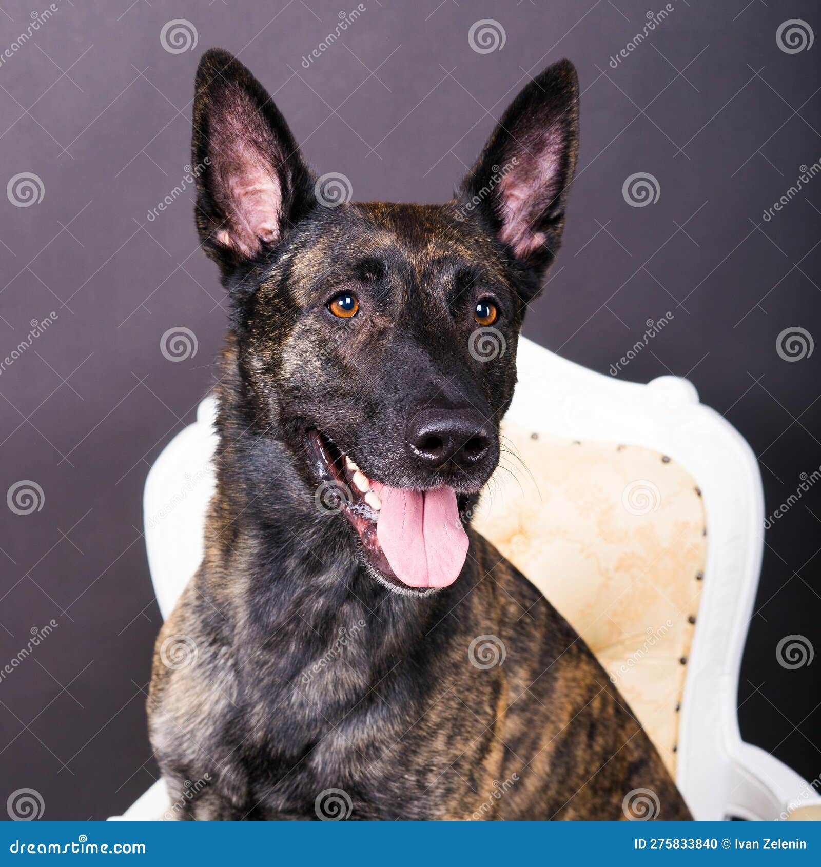 Dutch Shepherd Dog Sitting in the Chair in a Studio Stock Photo - Image ...
