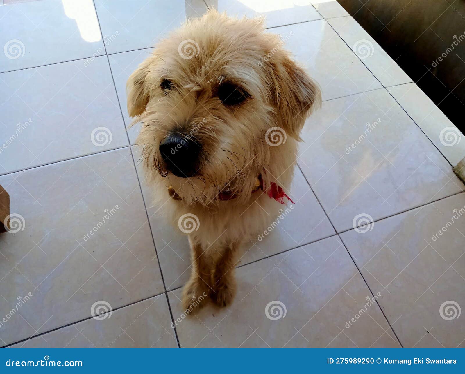 A Dutch Smoushond Dog Sitting Silently Stock Photo - Image of carnivore ...
