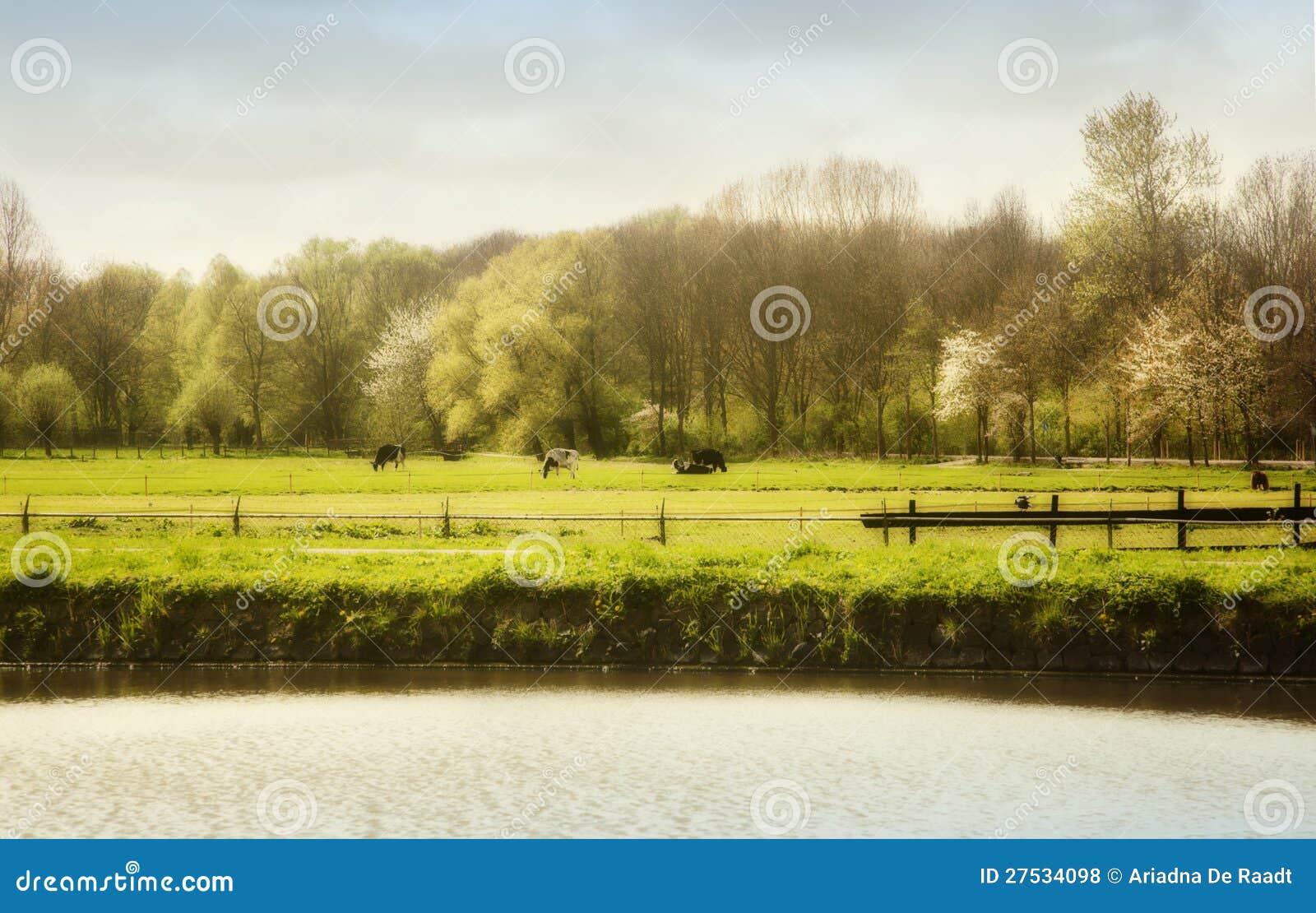 Dutch spring stock photo. Image of color, group, outdoor - 27534098