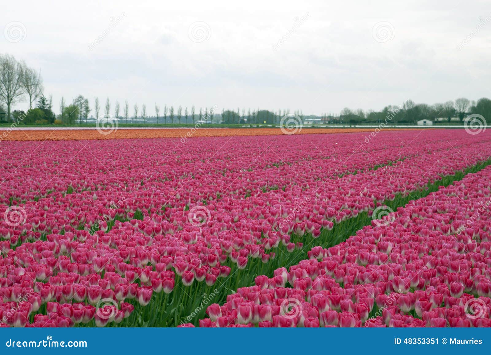 Dutch spring scene stock image. Image of spring, outdoors - 48353351