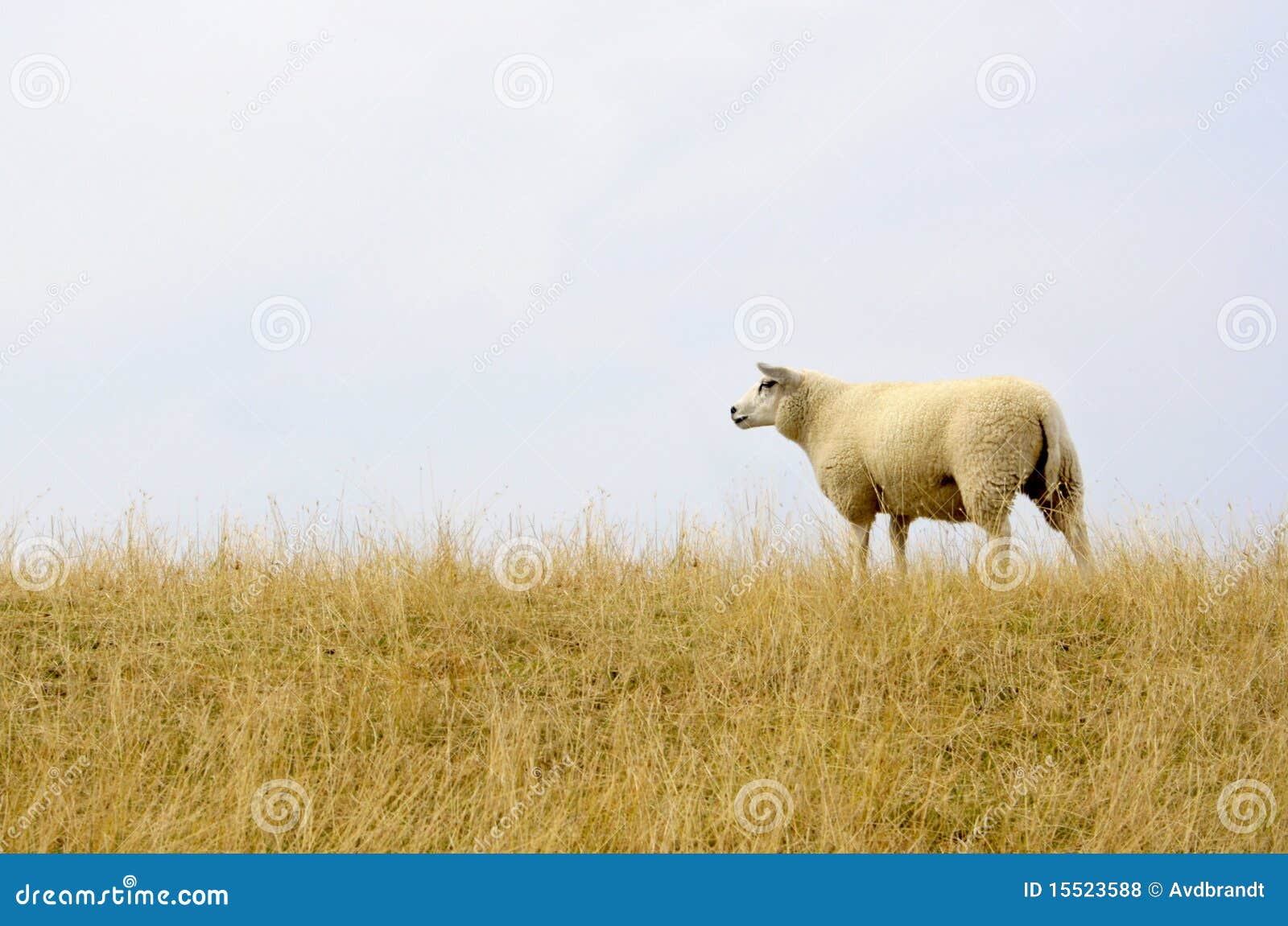 Dutch texel sheep stock photo. Image of lamb, landscape - 15523588