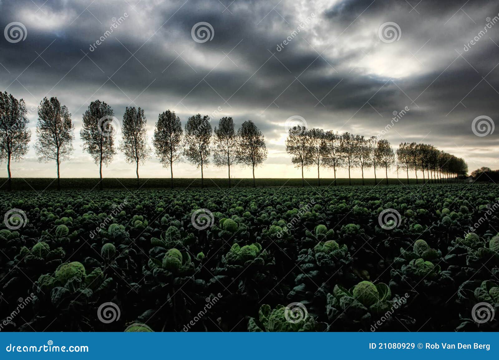 131 Dutch Tree Lined Landscape Stock Photos - Free & Royalty-Free Stock ...