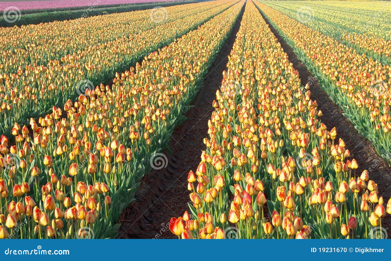 Dutch Tulip Bulbs Field Landscape Stock Photo - Image of line, flower ...