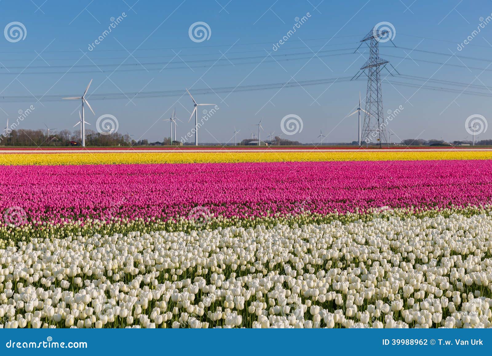 Dutch Tulip Field with Wind Turbines and Power Pylon Stock Photo ...