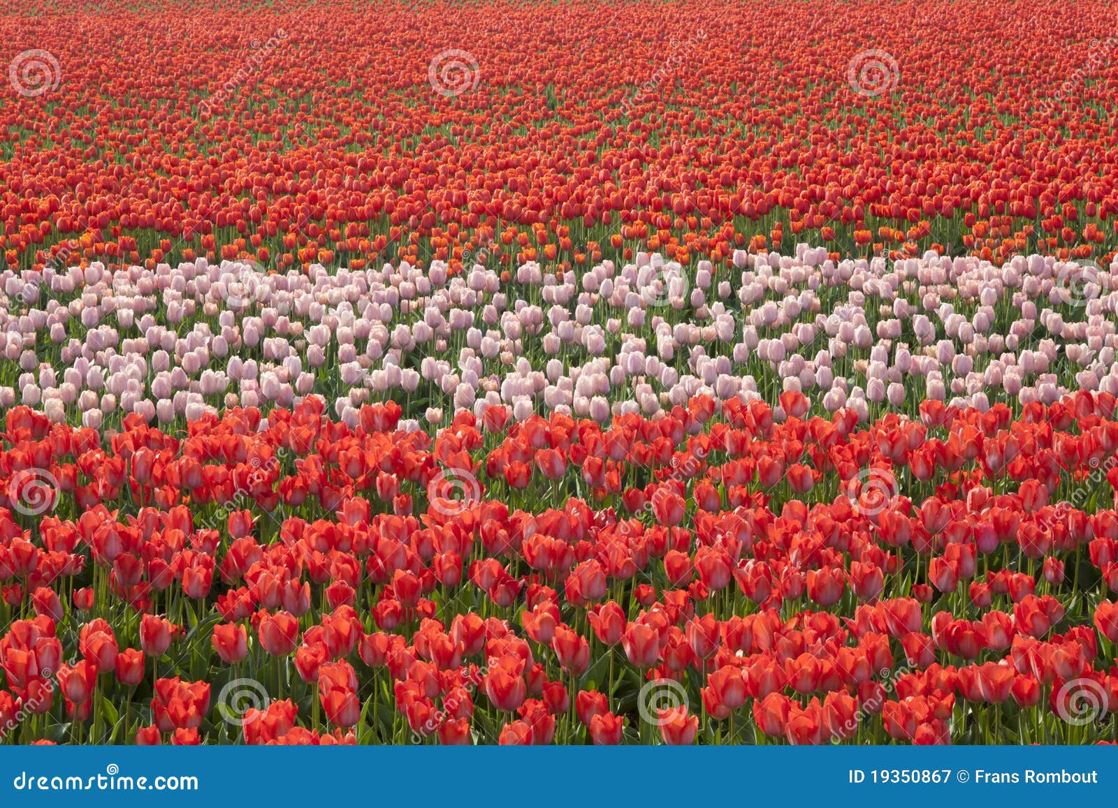Dutch Tulip fields stock image. Image of fields, tradition - 19350867