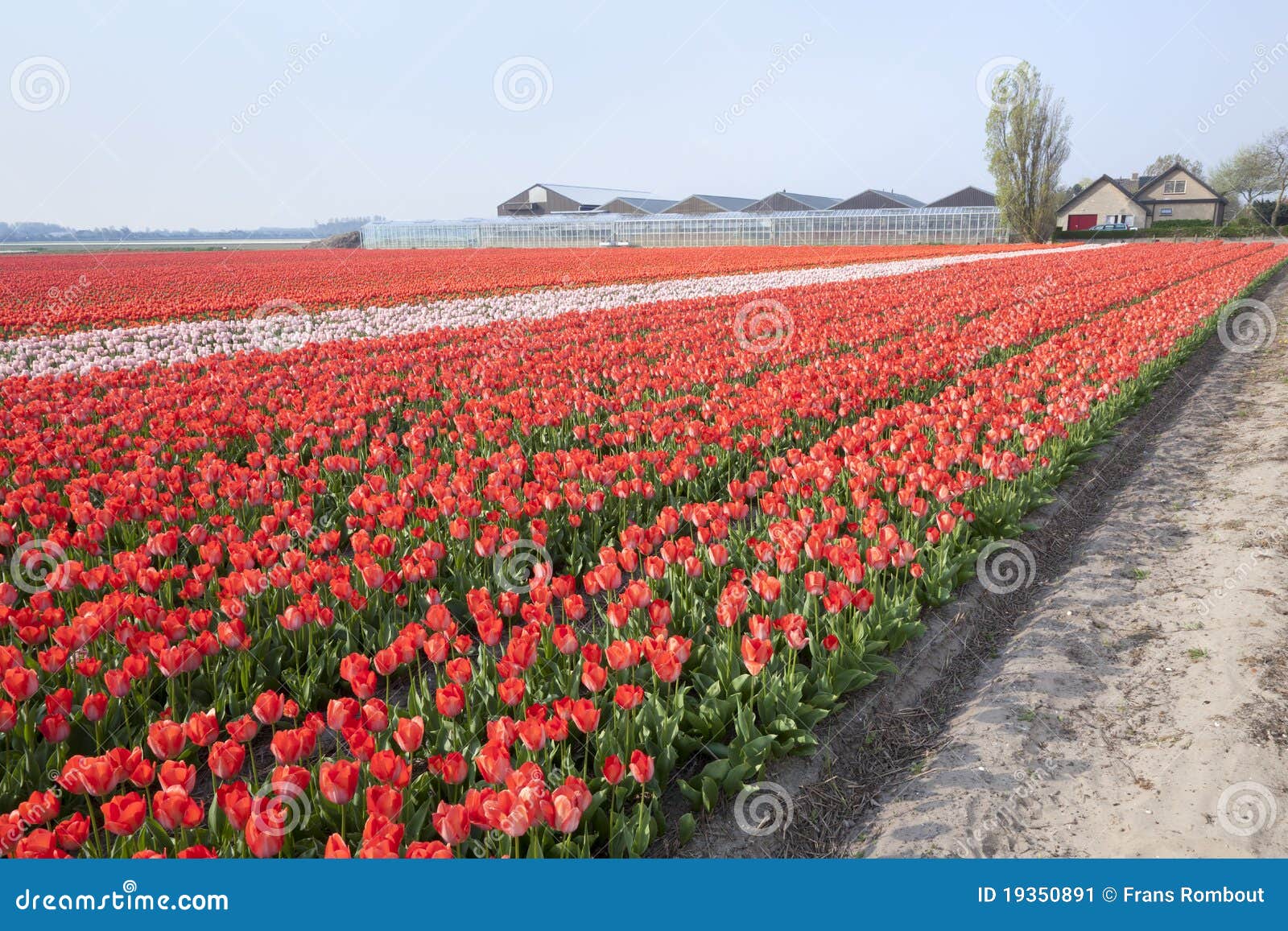 Dutch Tulip fields stock image. Image of cultivated, tradition - 19350891